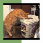 Cat Bug Out Bag - The Prepping Wife