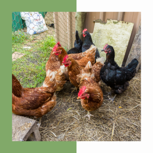 Prepping and Raising Chickens - The Prepping Wife